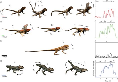 Types Of Lizards Chart