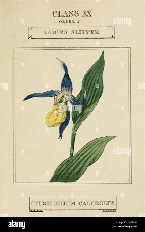 A Textbook Outlining The Fundamental Principles Of Botany Focusing On Plant Structure Growth