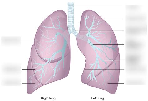 Biol 3446 Lab Gross Anatomy Of Lungs Diagram Diagram Quizlet