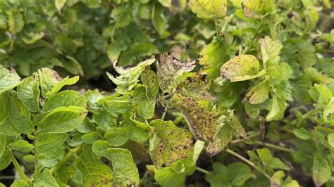 Early Blight Disease On Potato Crops Stock Footage Video Of Fungal Agriculture 287150048