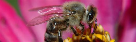 O Včelách Vcelari Libis