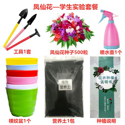 凤仙花种子籽小学生实验套装指甲花种孑阳台庭院盆栽易种蚕豆种子 虎窝淘