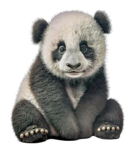 100000 Free Cute Pandas And Panda Images Pixabay