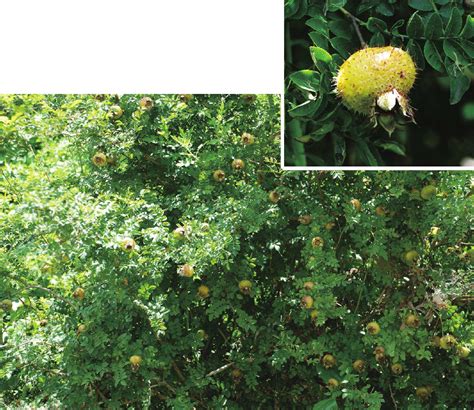 刺梨 白族药用植物图 医学