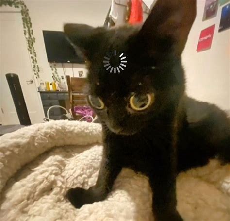 Cat Pfp Funny Looking Cats Cat Memes Funny Animals