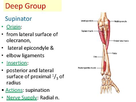 Muscles Of The Forearm Posterior Compartment Post Forearm