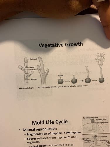 Exam 3 Fungi Flashcards Quizlet
