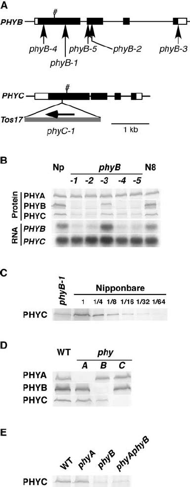 Characterization Of Phyb And Phyc Mutants Download Scientific Diagram