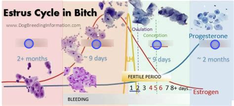 Progesterone Testing Vaginal Cytology