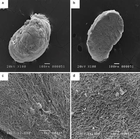 3 The Microstructures Of Msc Collagen Beads At 21 Days A D