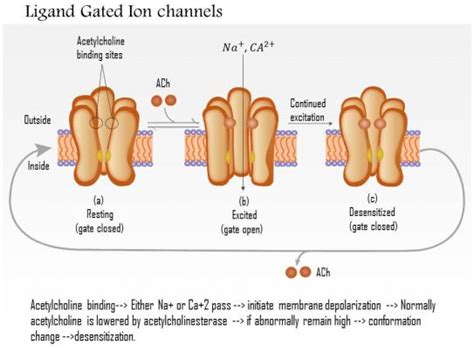 Ligand Gated Ion Channels Medical Images For PowerPoint Presentation PowerPoint Diagrams