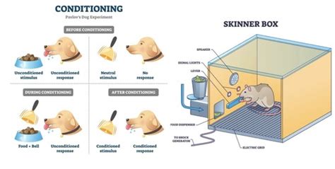 The Behaviourist Approach Classicaloperant Conditioning Pavlov And Skinner Flashcards Quizlet