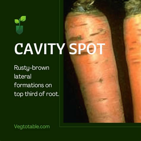 17 Carrot Diseases Youre Most Likely To Encounter — Vegtotable