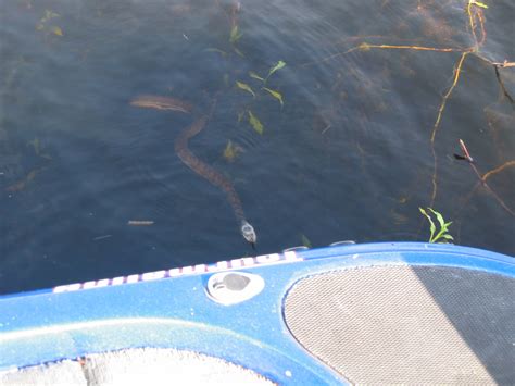 Lake Okeechobee Wildlife Pictures And Sightseeing Lake Okeechobee Wildlife Pictures And Sightseeing