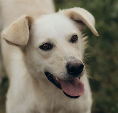 Thano Ein Herz Für Streuner