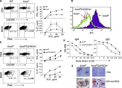 Generation Of T Follicular Helper Cells Is Mediated By Interleukin 21