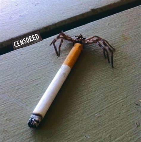 курящий паук Создать мем Meme