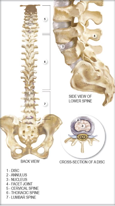 Anatomy And Function Of The Spine Sporting Life Arkansas