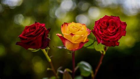Identifying Rust On Roses And How To Rescue Them Global Ideas