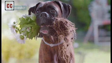 Top 20 Dogs Funny Commercials Youtube