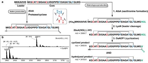 A Production Of Subtilosin A From Precursor Peptide Sboa The Download Scientific Diagram