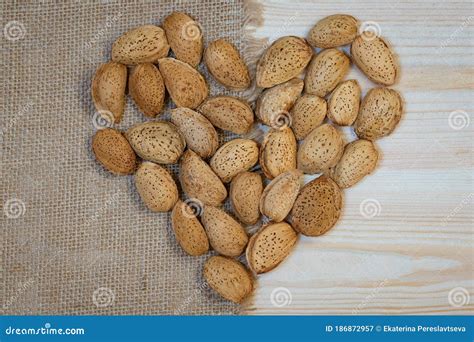 Sea Shell In The Form Of Female Genitalia Vagina Royalty Free Stock Image Sea Shell In The Form Of Female Genitalia Vagina Royalty Free Stock Image