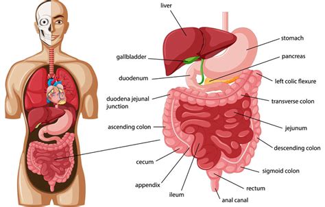 Functions Of Digestive System Labtex Bangladesh