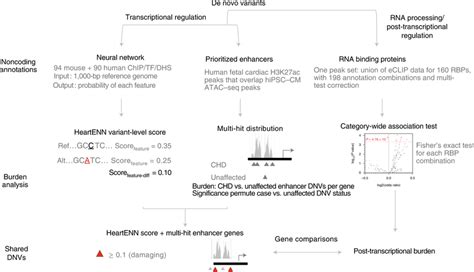 Analysis Schematic Overview Of The Approach To Identifying A Noncoding