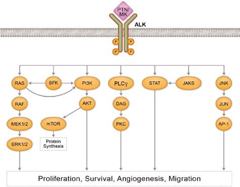 Anaplastic Lymphoma Kinase Alk Signaling Pathway Figure That Depicts Download Scientific
