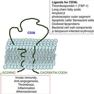 Cd36 Binds Various Ligands And Functions In Many Biological Processes