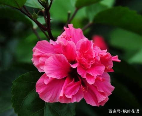扶桑花的花語和寓意是什麼 蘭亭花集