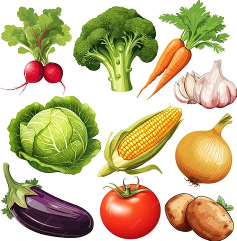 Premium Vector Vegetable Vector Illustration