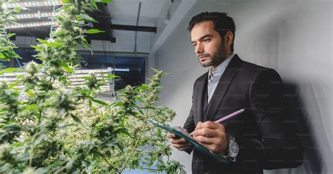 온실 농업 분야에서 녹색 허브 대마 잎의 성장을 확인하는 대마초 재배 농업의 사업주 사람 마리화나 약을위한 자연의 간자 허브 성장 식물 원예 사진 Unsplash의