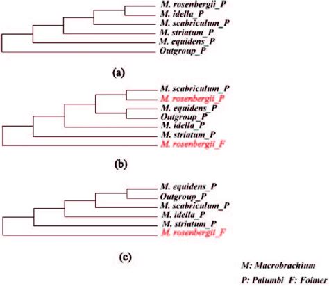 Nj Tree Based On Kimura Two Parameter Model 1000 Bootstraps Generated