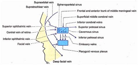 Crowe Classification In Adult Hip Dysplasia Epomedicine