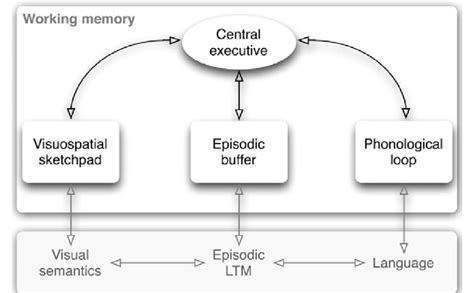 The Multi Component Model Of Working Memory Download Scientific Diagram