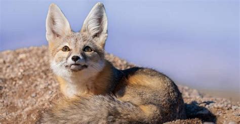Desert Foxes Are Making A Comeback In The Us National Parks