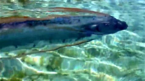 Rare Oarfish Sighting Youtube