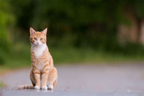 Обои на рабочий стол Рыжая кошка сидит на дороге By Anke Kneifel обои для рабочего стола