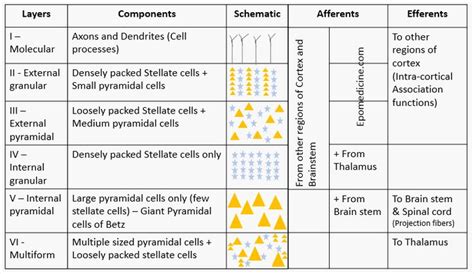 Cerebral Cortex Layers