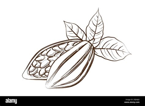 Cocoa Beans And Cocoa Pods And Leafs Tropical Cacao Seeds Hand Drawn