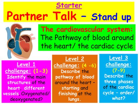 Cardiac Output Stroke Volume And Heart Rate New Aqa Gcse Pe Specification Teaching Resources