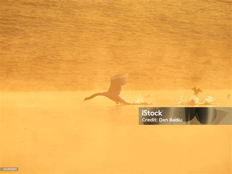 새벽에 호수에서 달리는 유라시아 백조 드라마틱한 골든 아워 조명 0명에 대한 스톡 사진 및 기타 이미지 0명 개리 골든 아워 Istock