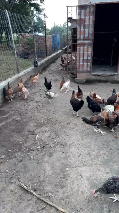 Joster Hagumba Choombe Mba On Linkedin My Kroilers 4 Months Old