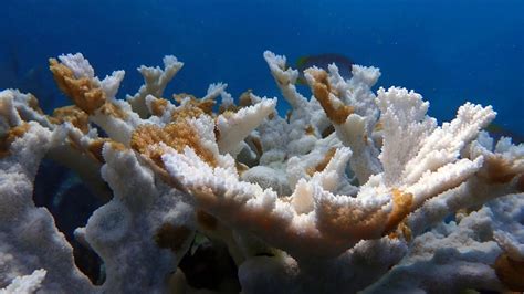 Patch Coral Reef