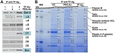 A Western Blot Analysis Of The Integrin Molecules And Other Proteins