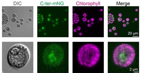 New Collaboration Paper Yaning Yuan Alternative Proteoforms And