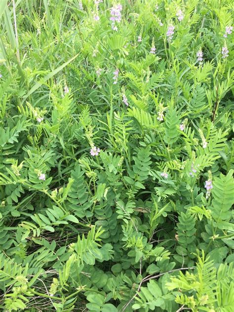 Common Milkpea From 84 Dundas St E Hamilton On Ca On June 22 2018