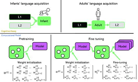 Language Acquisition Process Between Infants And Adults According To Download Scientific