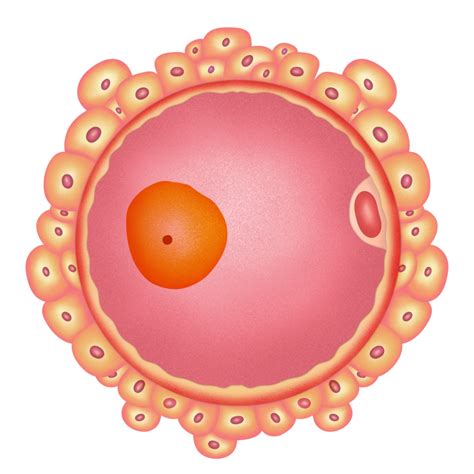 Human Egg Cell Structure Illustration By Hand Drawn 42569444 Png